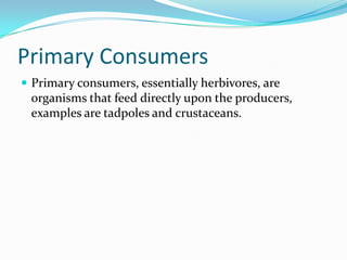 Pond food web | PPTX