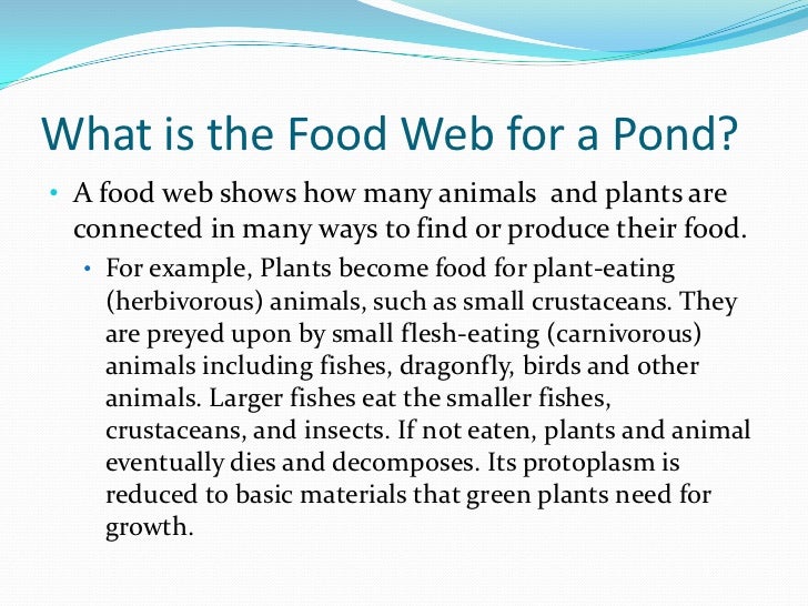 Pond food web