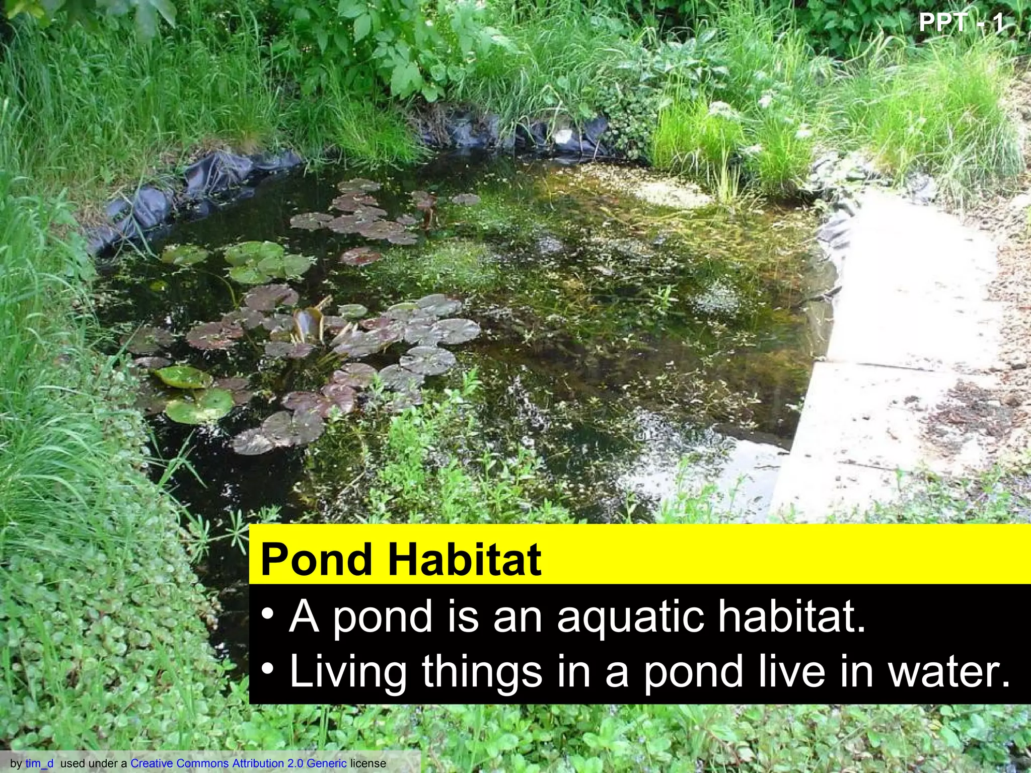 Pond habitat | PPT