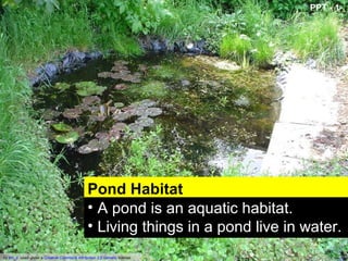 Pond habitat | PPT