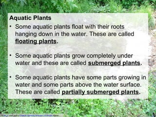 Pond habitat | PPT