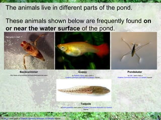 Pond habitat | PPT