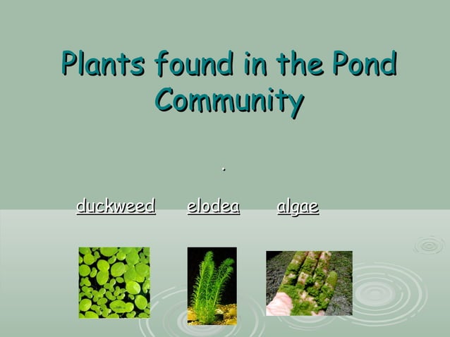 Pond habitat | PPT