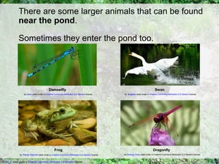 Pond habitat | PPT