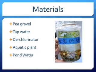 Pond in a jar presentation | PPTX
