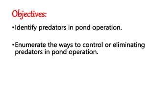 POND PREDATORS | PPTX