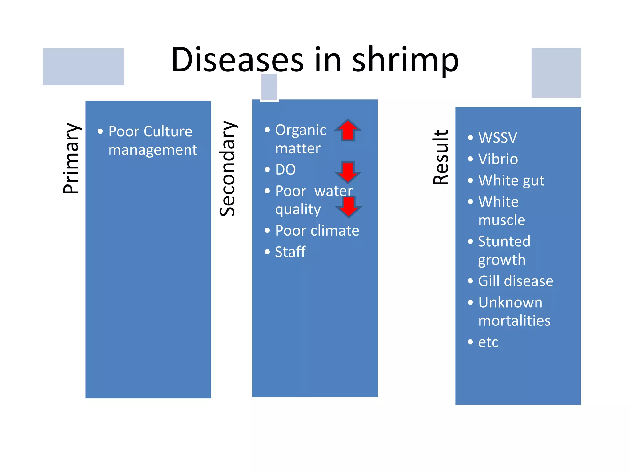 Pond preparation and biosecurity for shrimp culture | PPTX