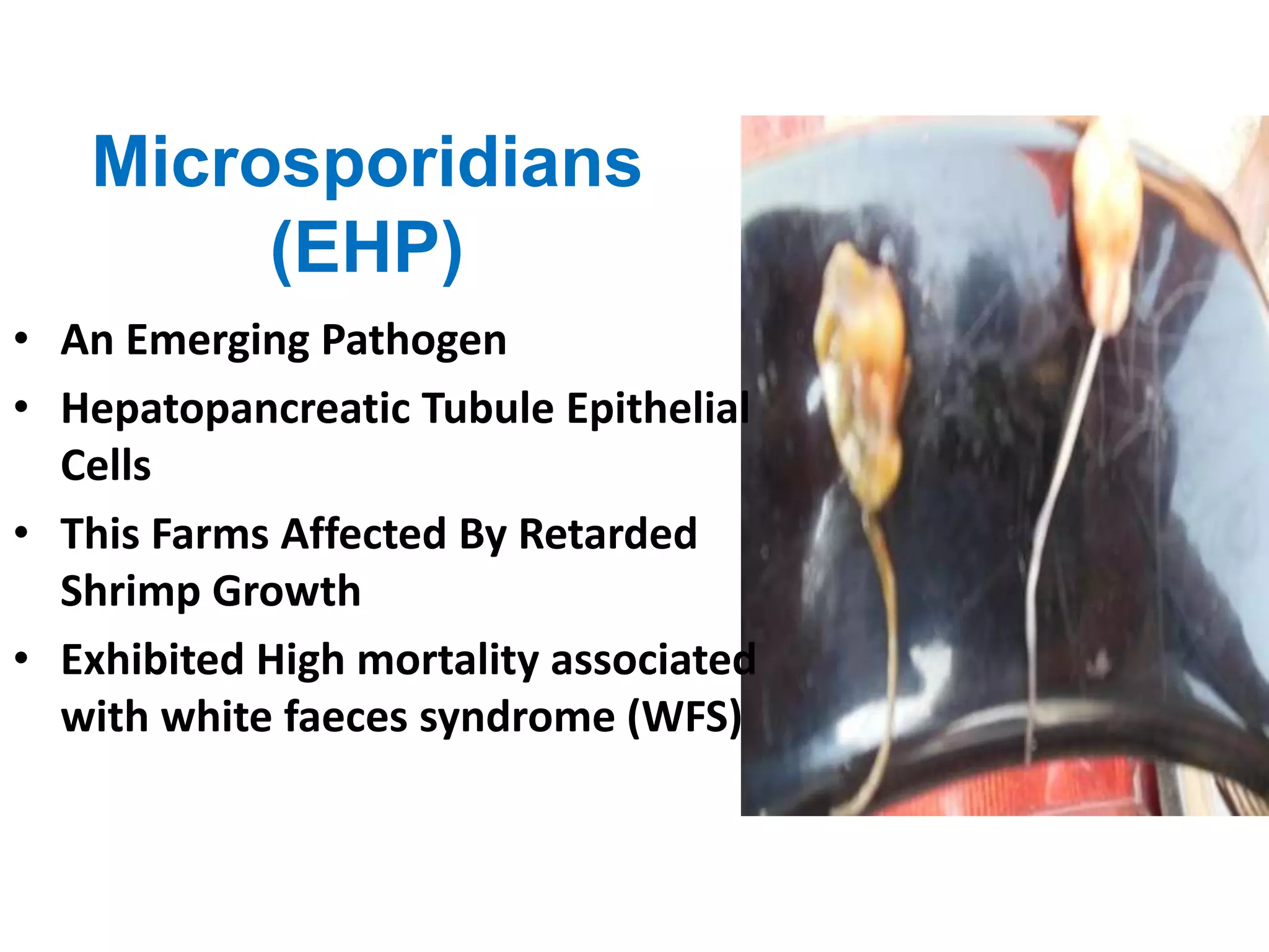 Pond preparation and biosecurity for shrimp culture | PPTX