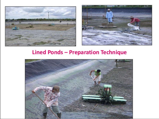 Pond preparation and biosecurity for shrimp culture