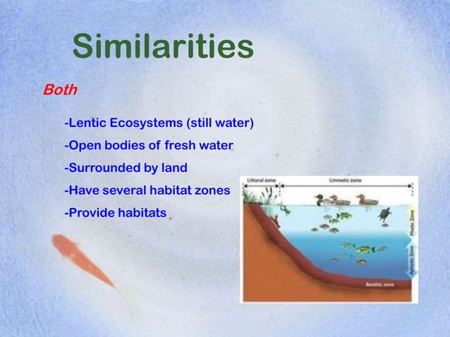 2018 Ponds and Lakes | PPT | Geography | Science