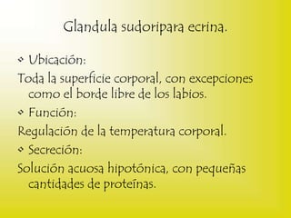 Ponencia glandulas sudoriparas ecrinas | PPT