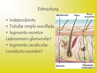 Ponencia glandulas sudoriparas ecrinas | PPT