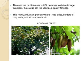 Pongamia power point | PPTX