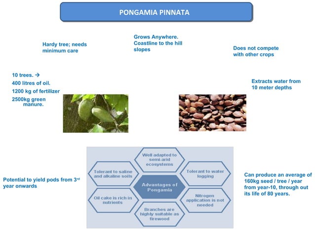Pongamia sample | PPT