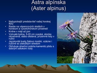 Poniklec, veternica, astra | PPT