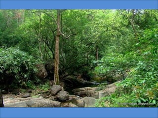 Ponmudi Hill-station Kerala, trekking, route map | PPTX