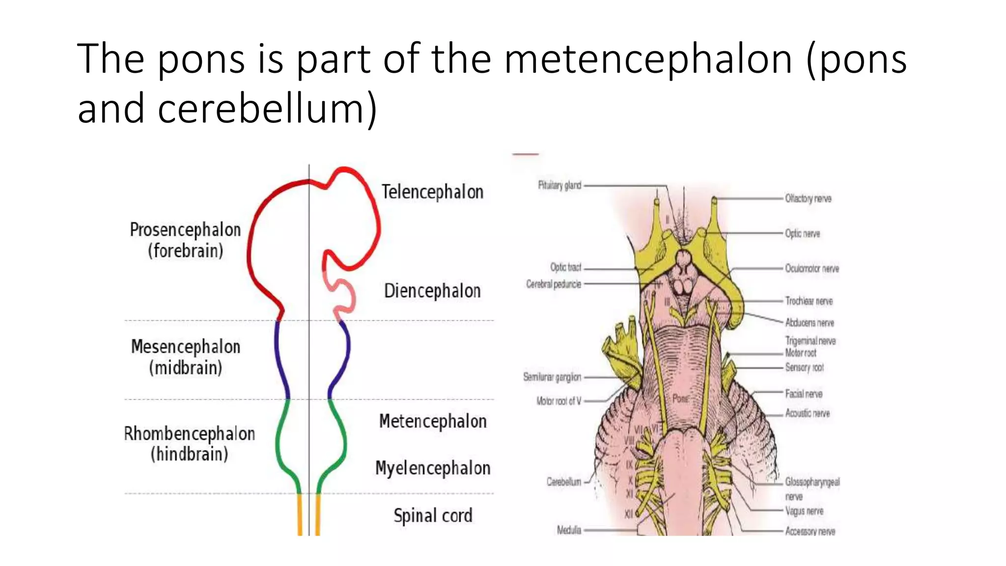 Anatomy of Pons | PPTX