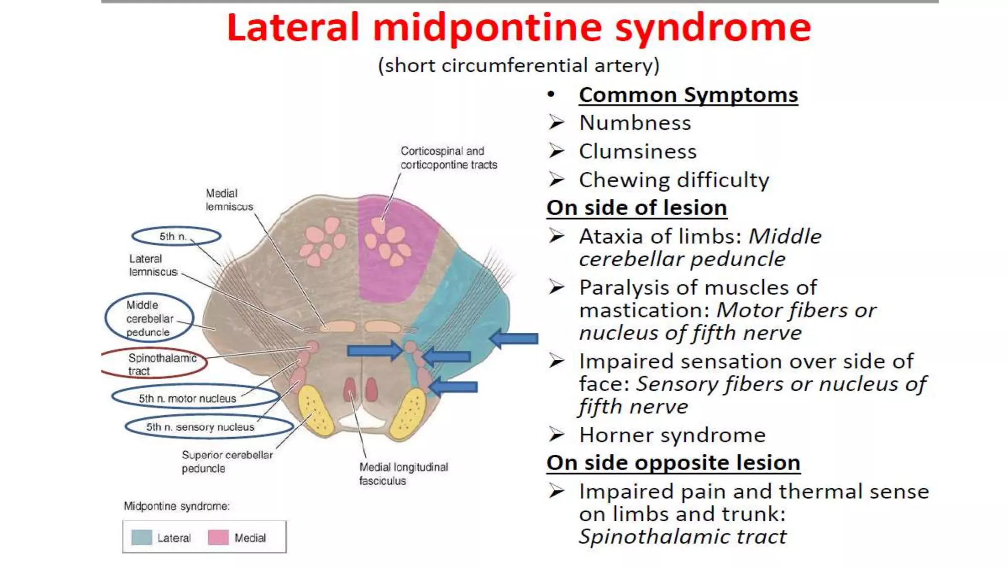 Anatomy of Pons | PPTX