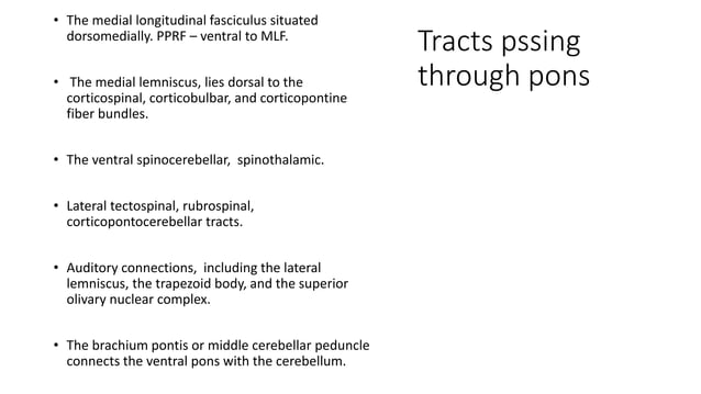 Anatomy of Pons | PPT