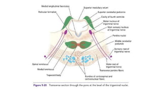 Anatomy of Pons | PPTX