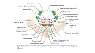 Anatomy of Pons | PPTX