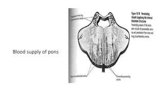 Anatomy of Pons | PPTX