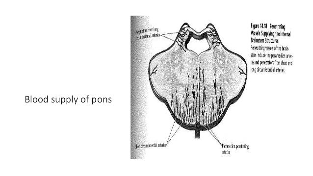 Anatomy of Pons