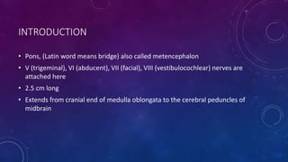 Pons | PPTX | Brain and Nervous System Disorders | Diseases and Conditions