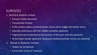 Pons | PPTX | Brain and Nervous System Disorders | Diseases and Conditions