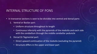 Pons | PPT