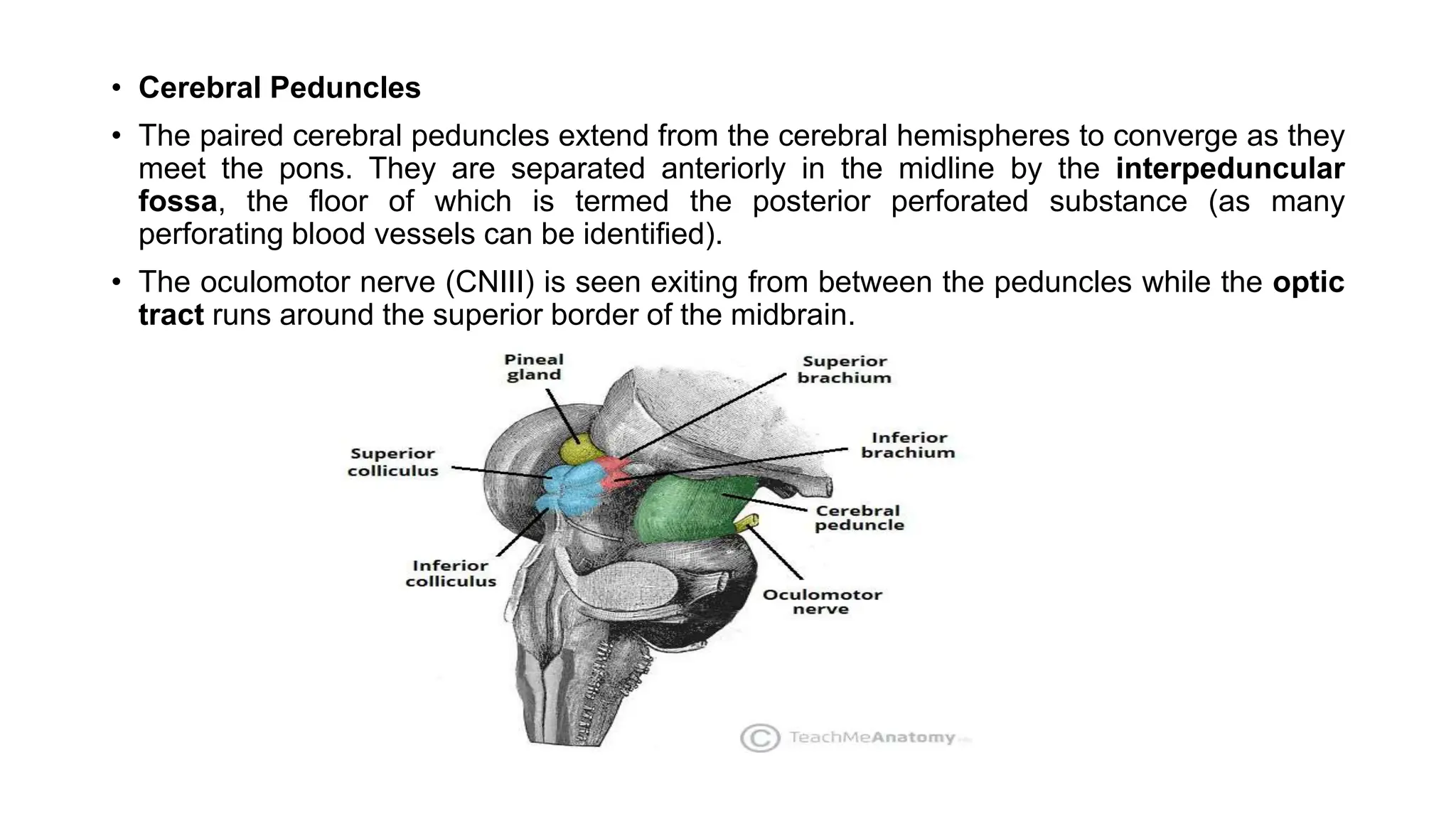 Pons and medulla its anatomy and properties.pptx