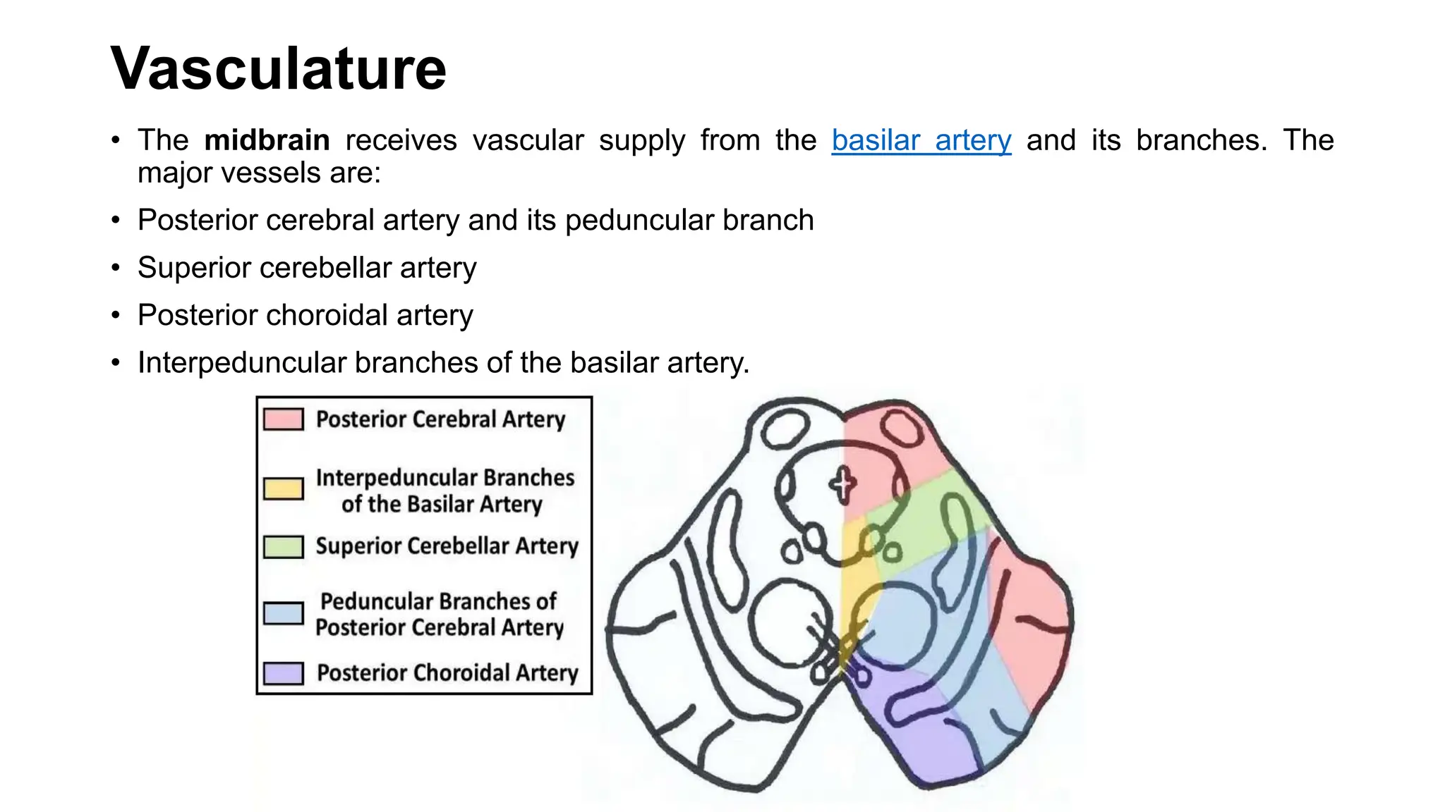Pons and medulla its anatomy and properties.pptx
