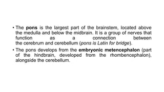 Pons and medulla its anatomy and properties.pptx