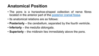 Pons and medulla its anatomy and properties.pptx