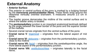 Pons and medulla its anatomy and properties.pptx