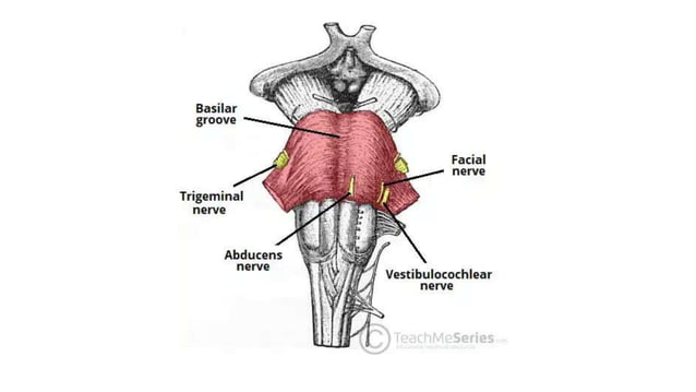 Pons and medulla its anatomy and properties.pptx