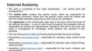 Pons and medulla its anatomy and properties.pptx