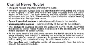 Pons and medulla its anatomy and properties.pptx