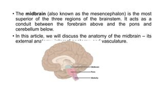 Pons and medulla its anatomy and properties.pptx