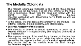 Pons and medulla its anatomy and properties.pptx