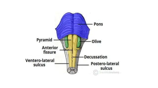 Pons and medulla its anatomy and properties.pptx