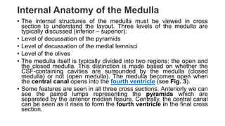 Pons and medulla its anatomy and properties.pptx