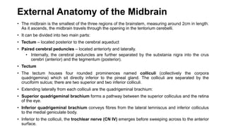 Pons and medulla its anatomy and properties.pptx