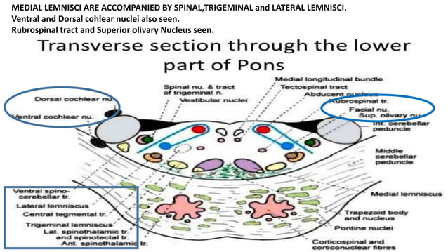 Pons cross sectional anatomy - Dr Sameep Koshti (consultant ...