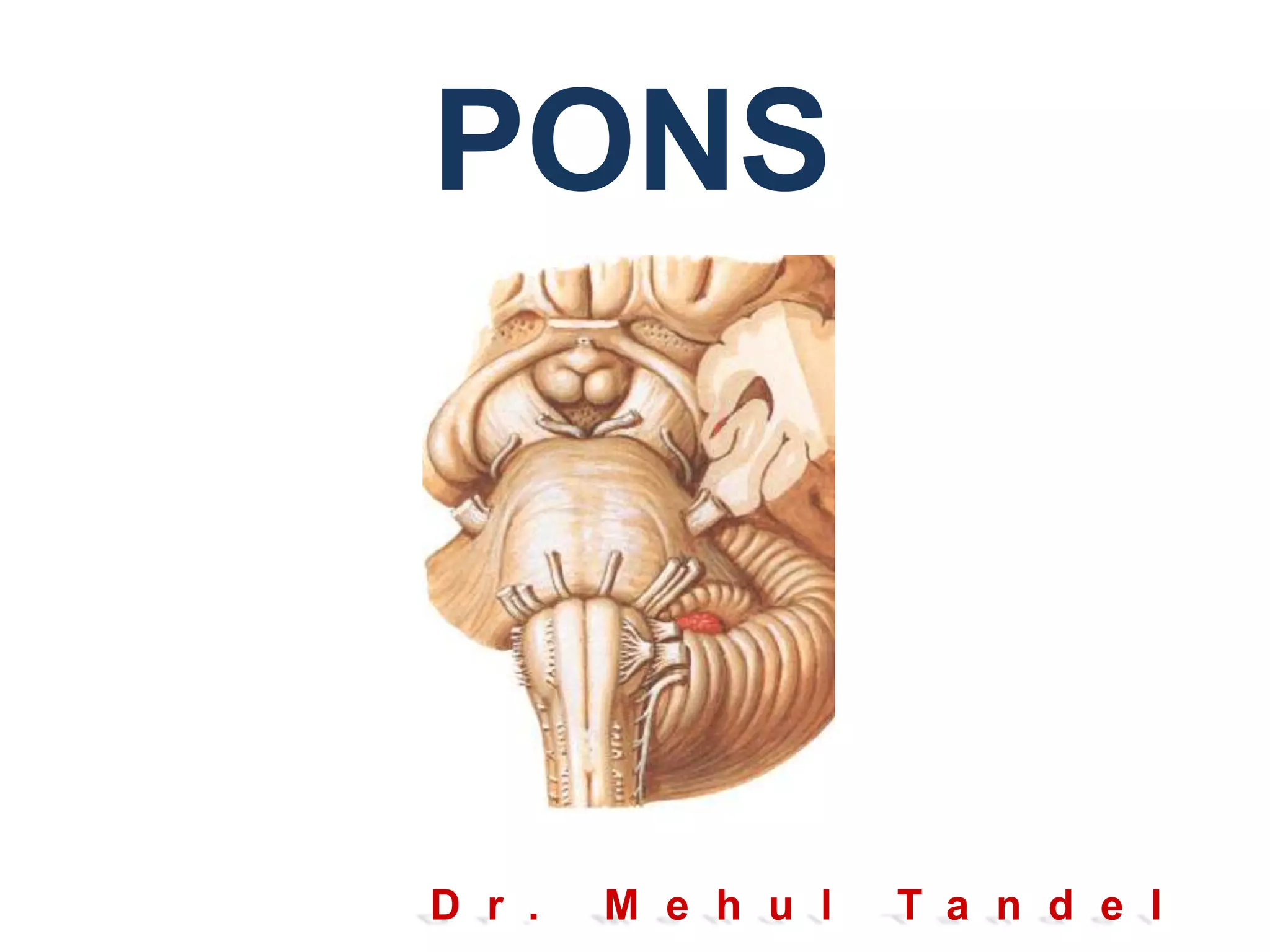 Pons Anatomy | PPTX