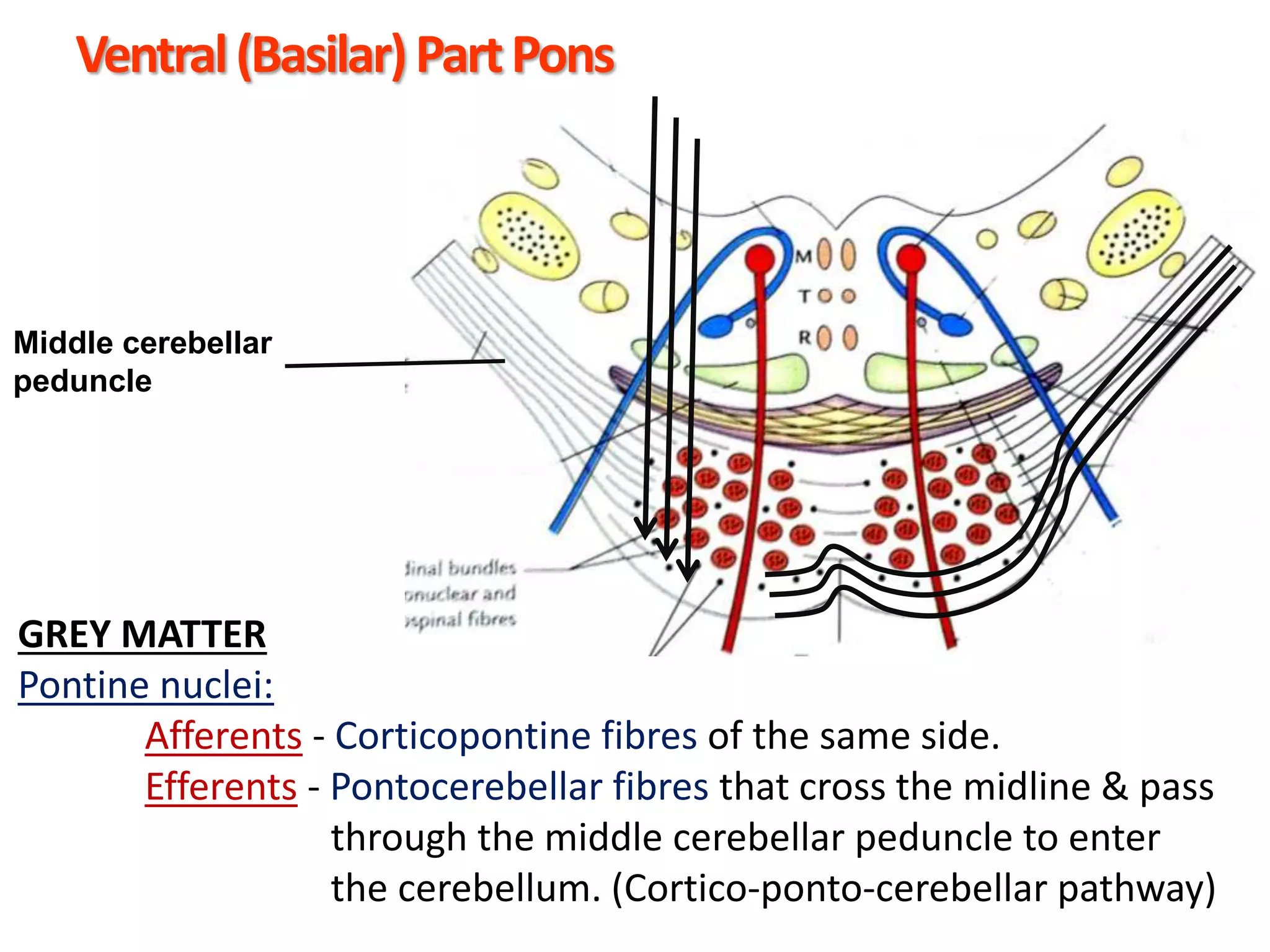 Pons Anatomy | PPTX