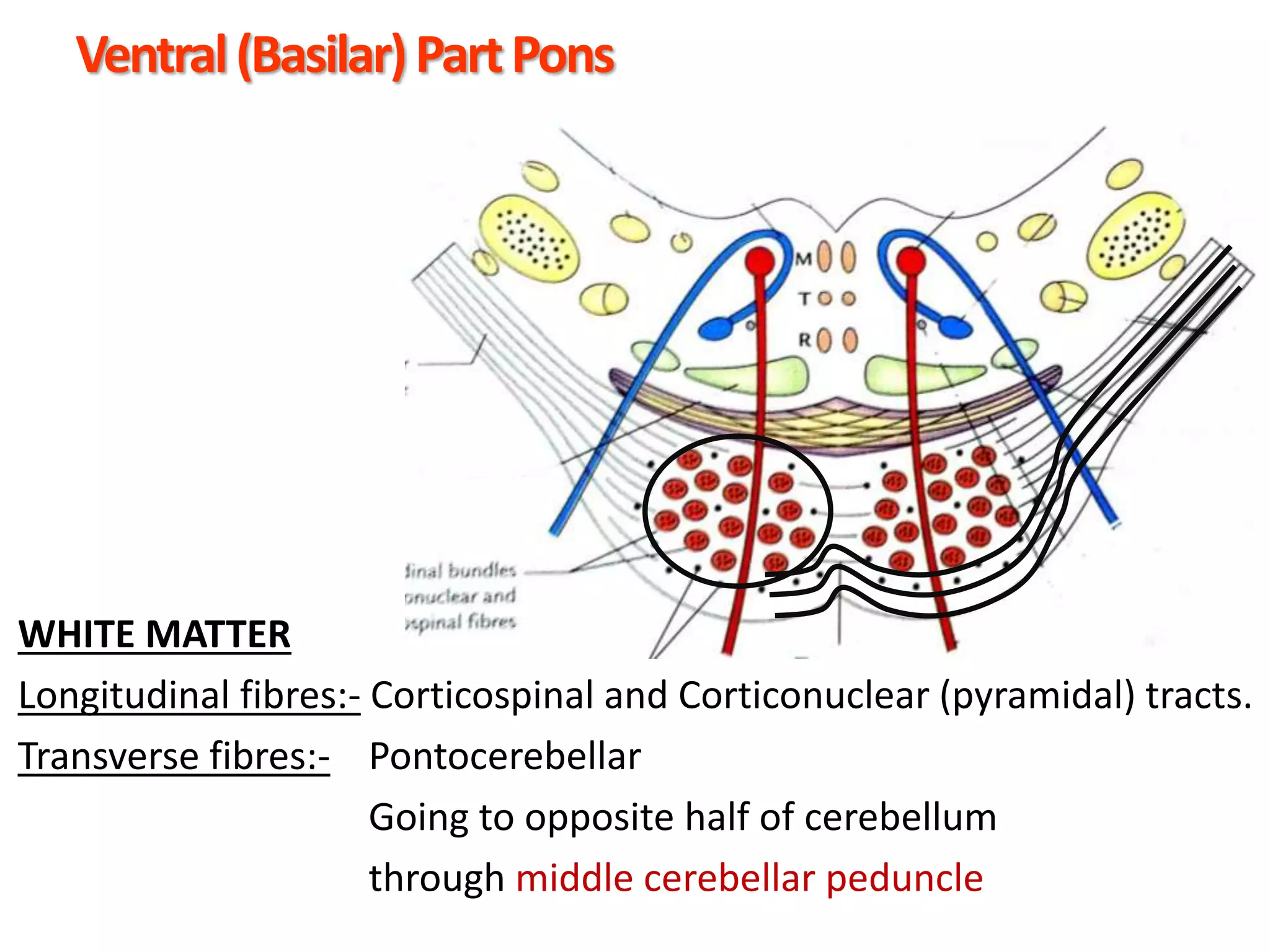 Pons Anatomy | PPTX