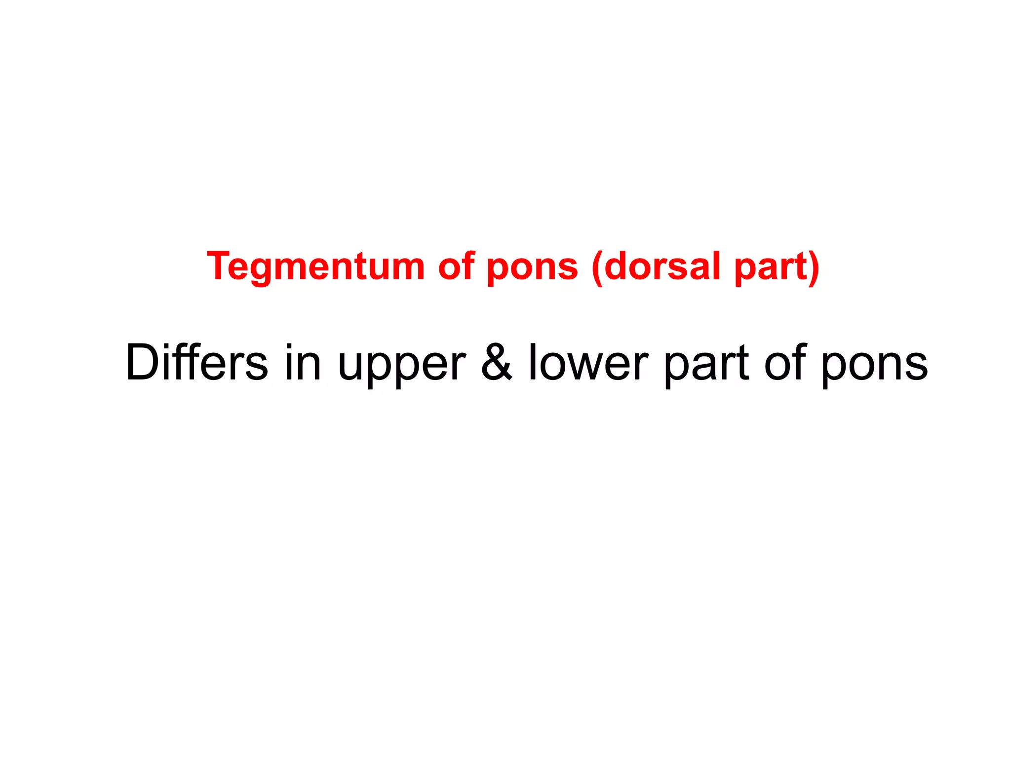 Pons Anatomy | PPTX