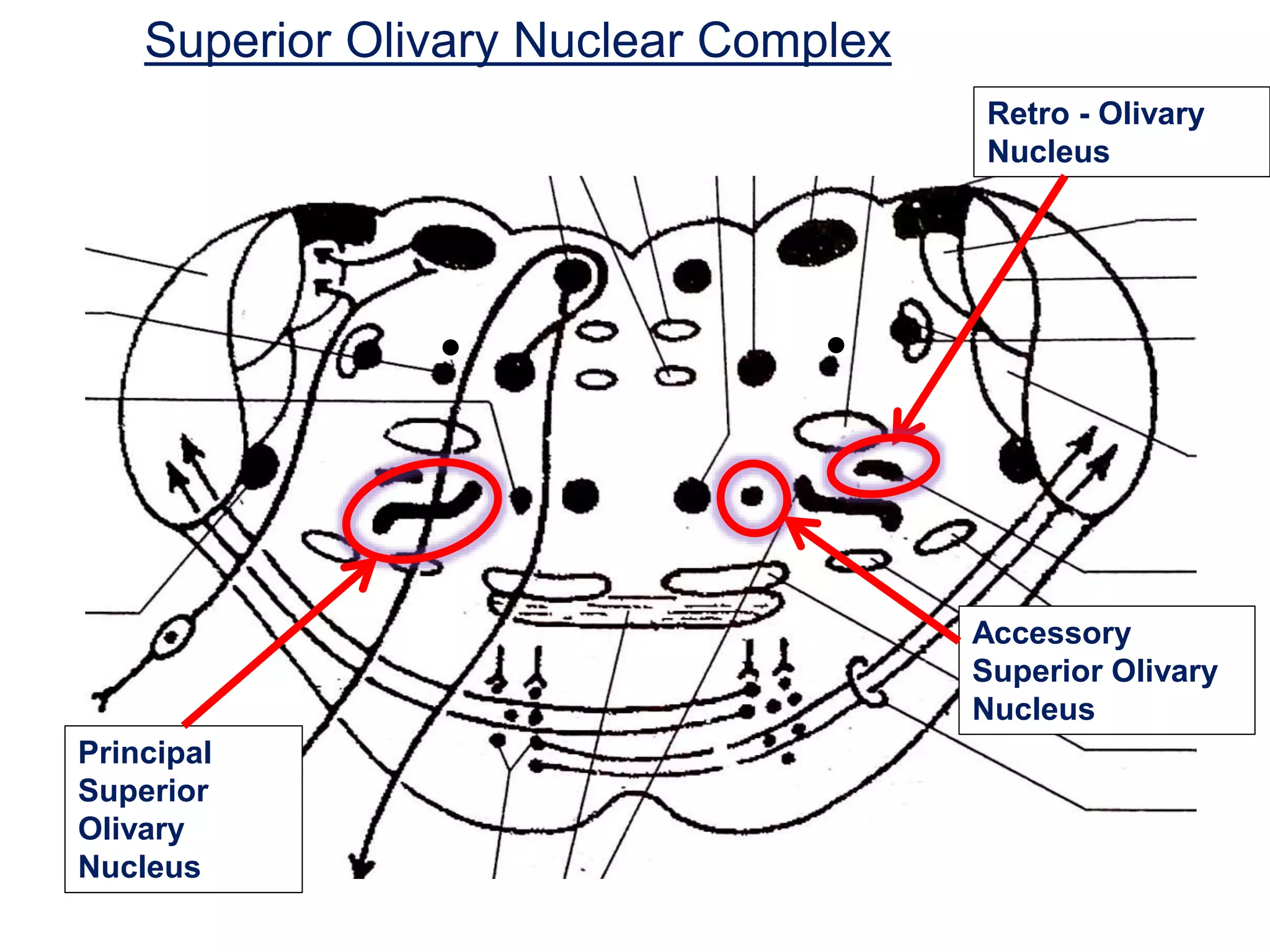 Pons Anatomy | PPTX