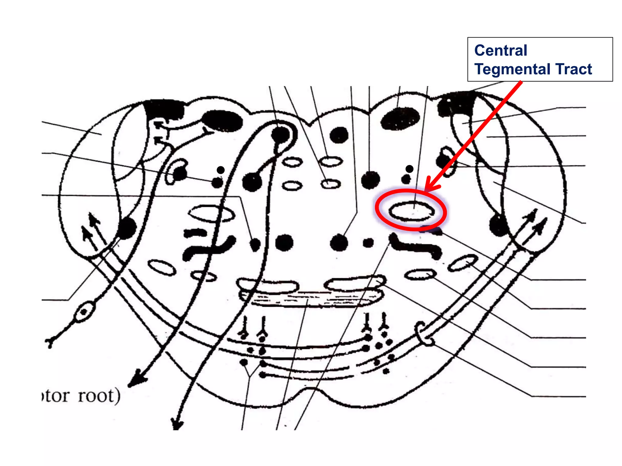 Pons Anatomy | PPTX